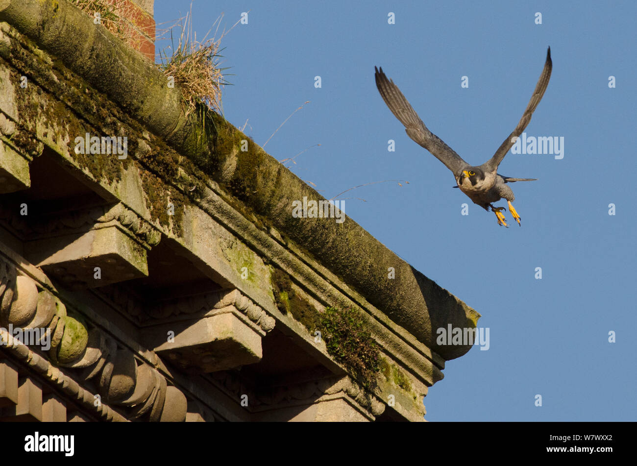 Peregrine falcon (Falco peregrinus), adult male taking flight from ...