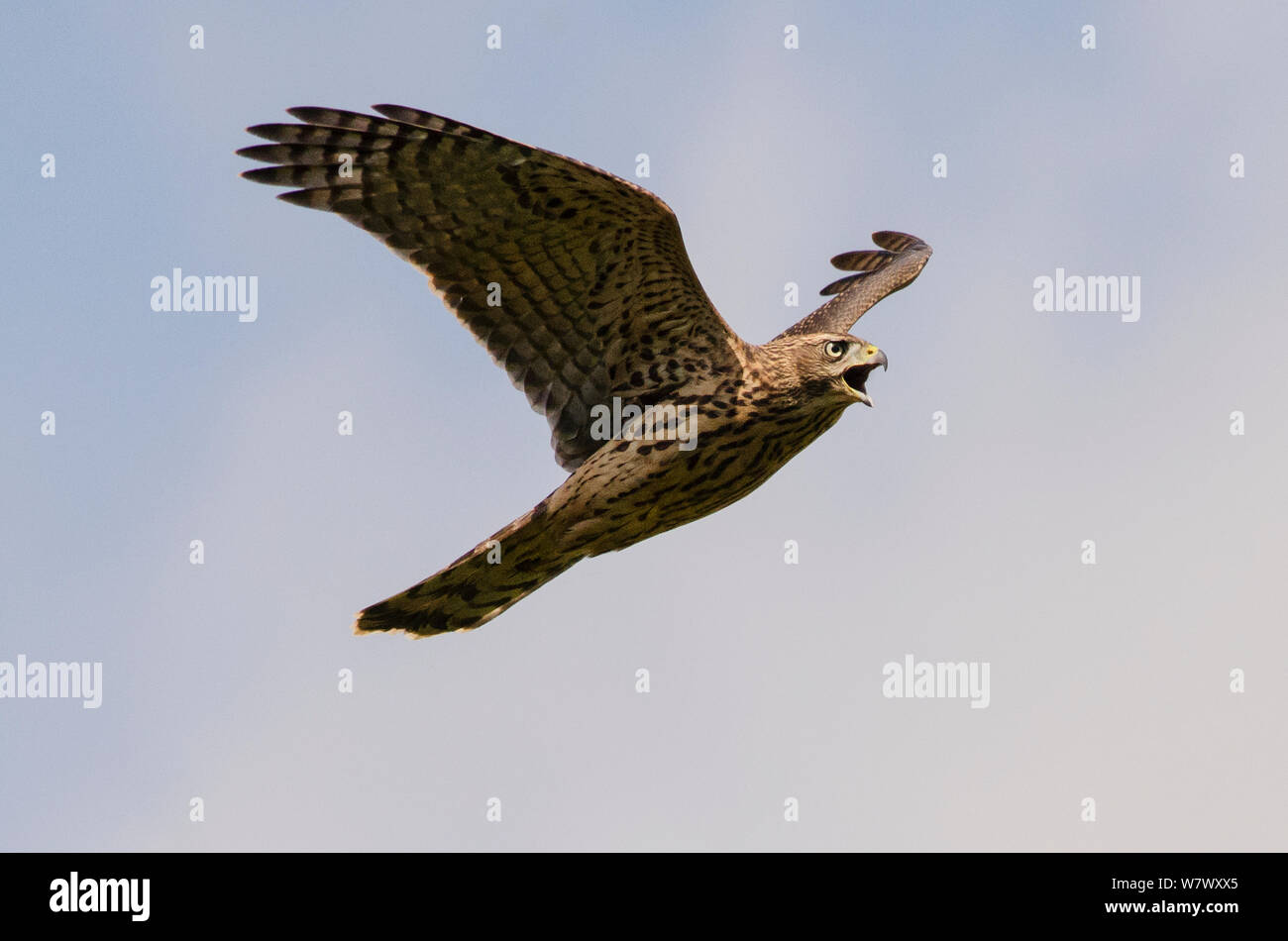 Goshawk flight northern hi-res stock photography and images - Alamy