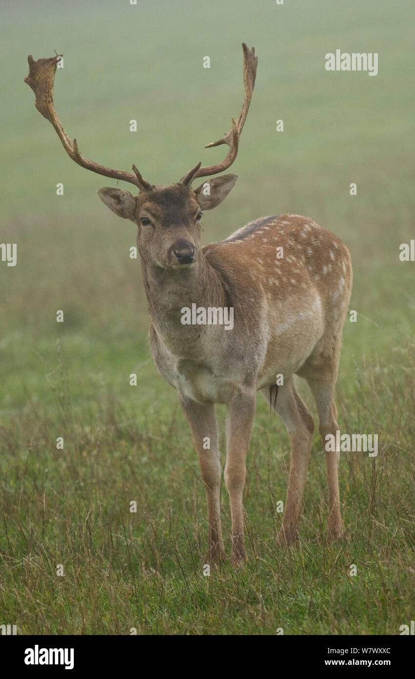 A fallow deer buck during the rut in the early morning mist. A key ...