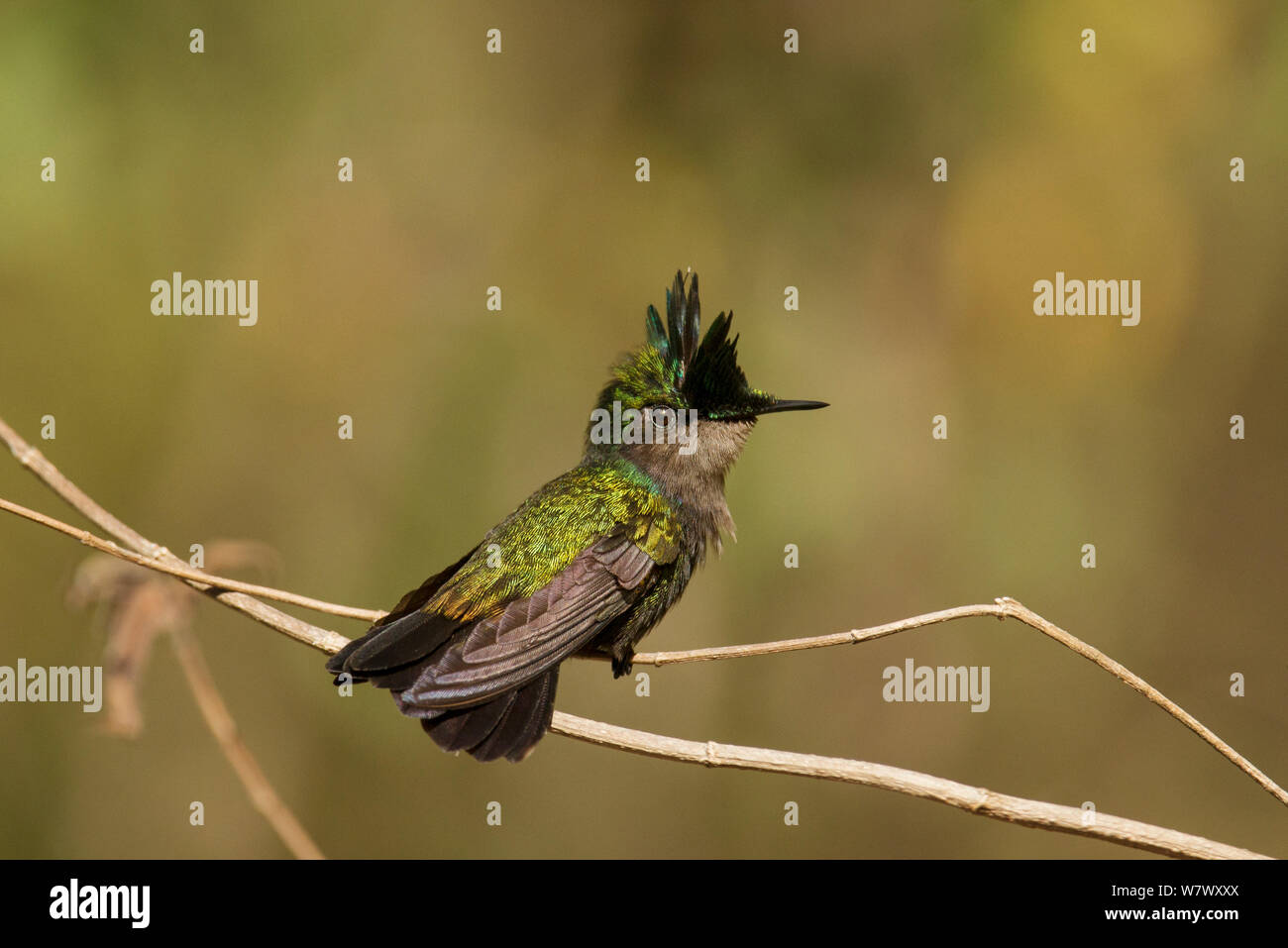 Antillean crested hummingbird (Orthorhyncus cristatus). Anse Chastenet ...