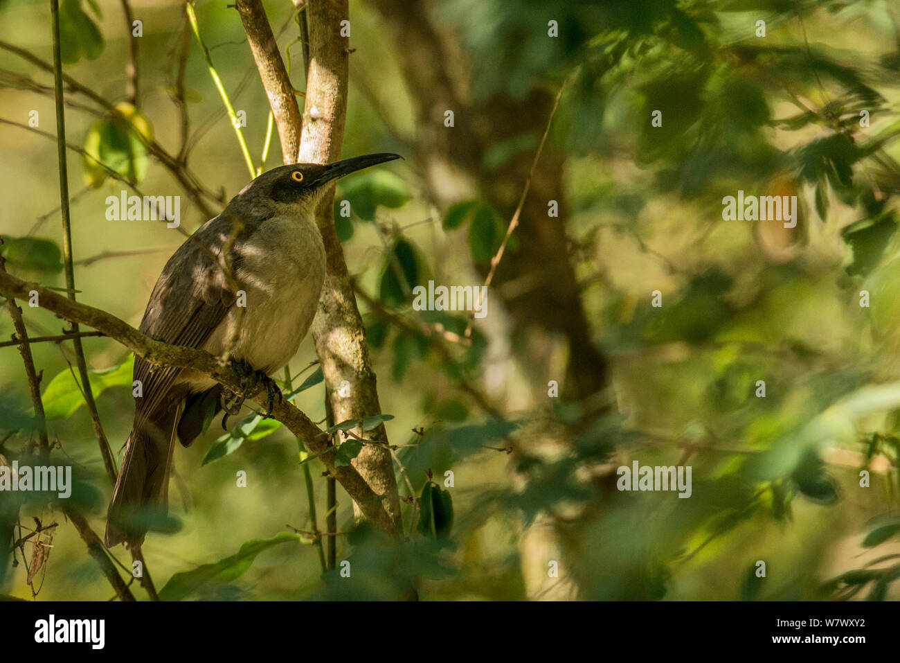 Grey trembler hi-res stock photography and images - Alamy