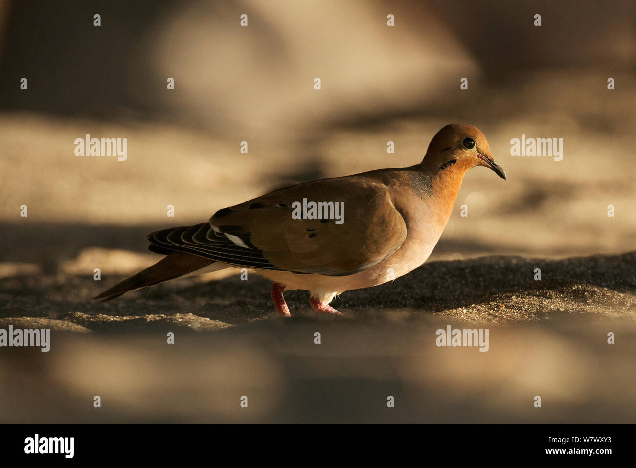 Zenaida dove (Zenaida aurita), Anse Mamin, Saint Lucia Stock Photo - Alamy