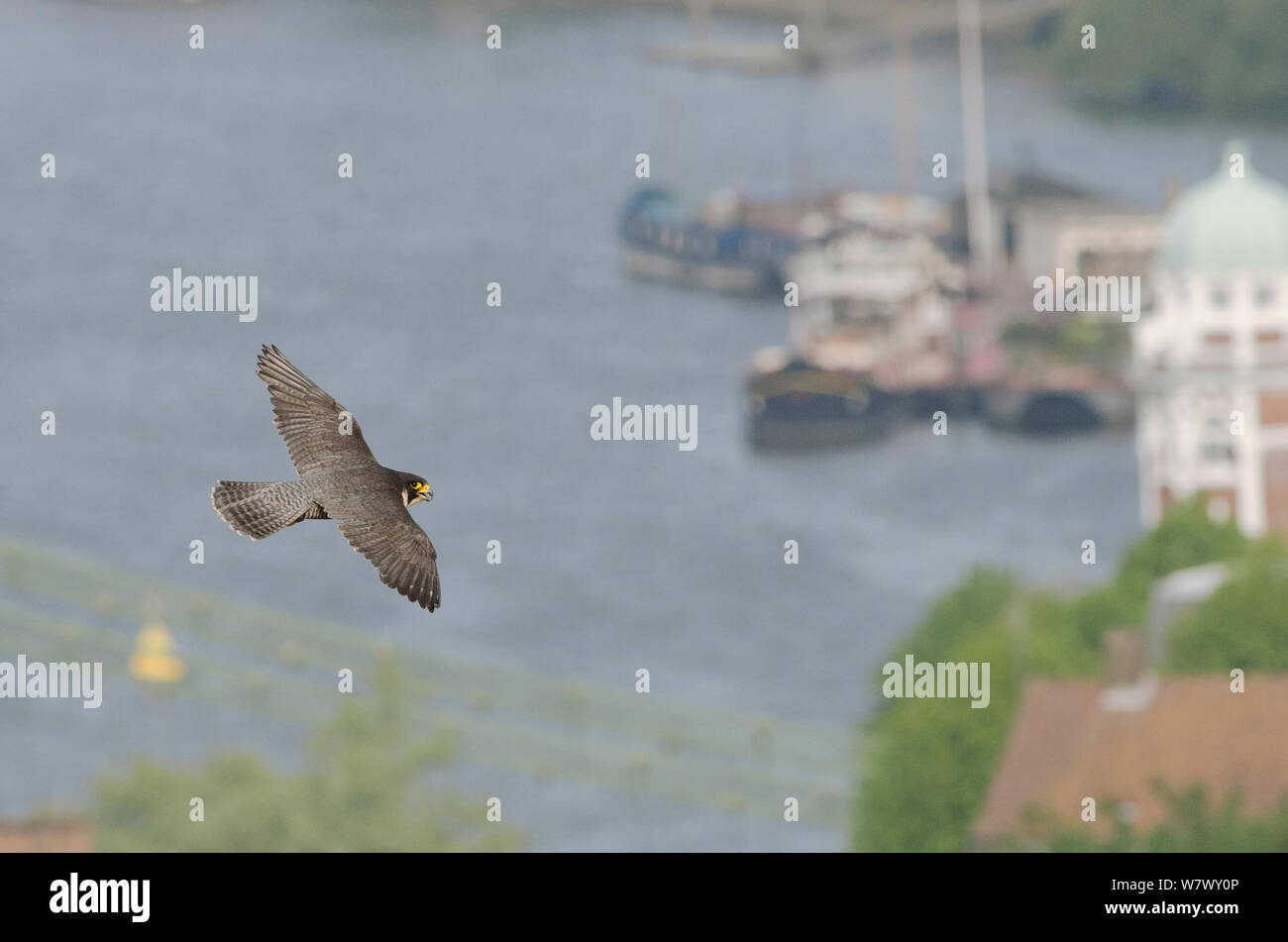 Peregrine falcon flying high hi-res stock photography and images - Alamy