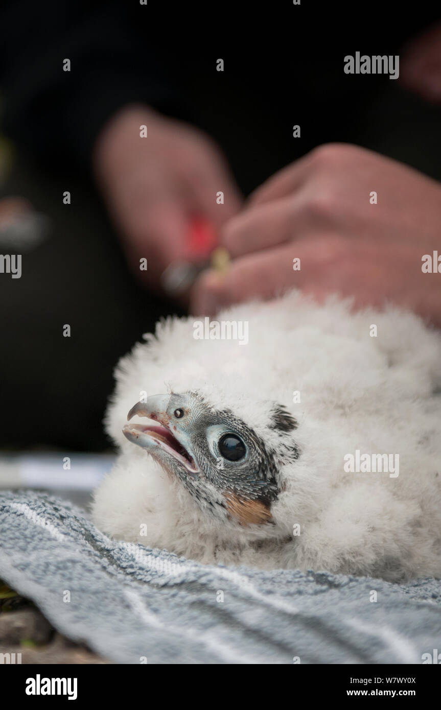 Falcon babies hi-res stock photography and images - Alamy