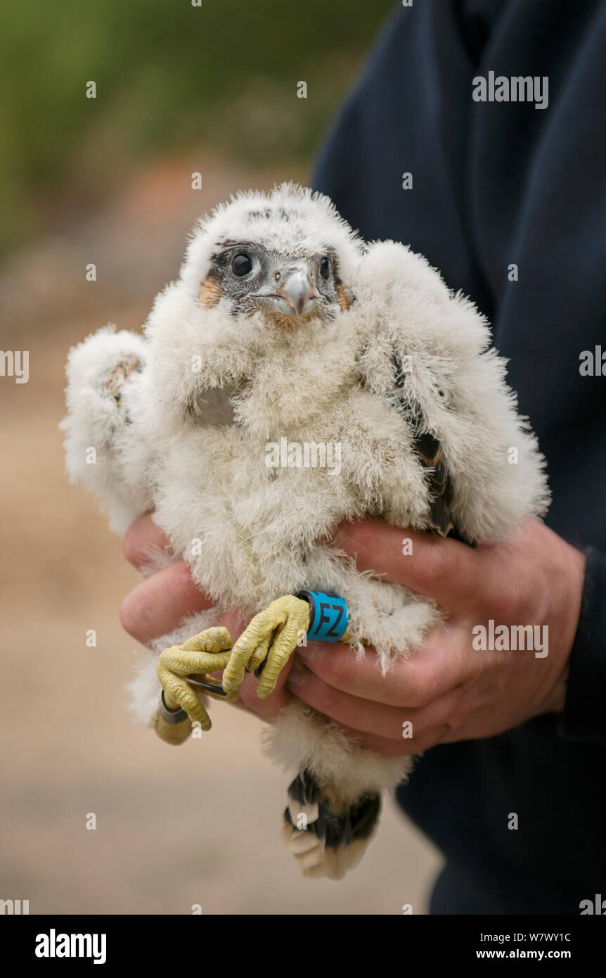 Cute Baby Peregrine Falcon
