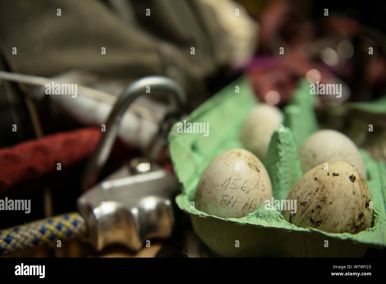 Accipiter gentilis egg hi-res stock photography and images - Alamy