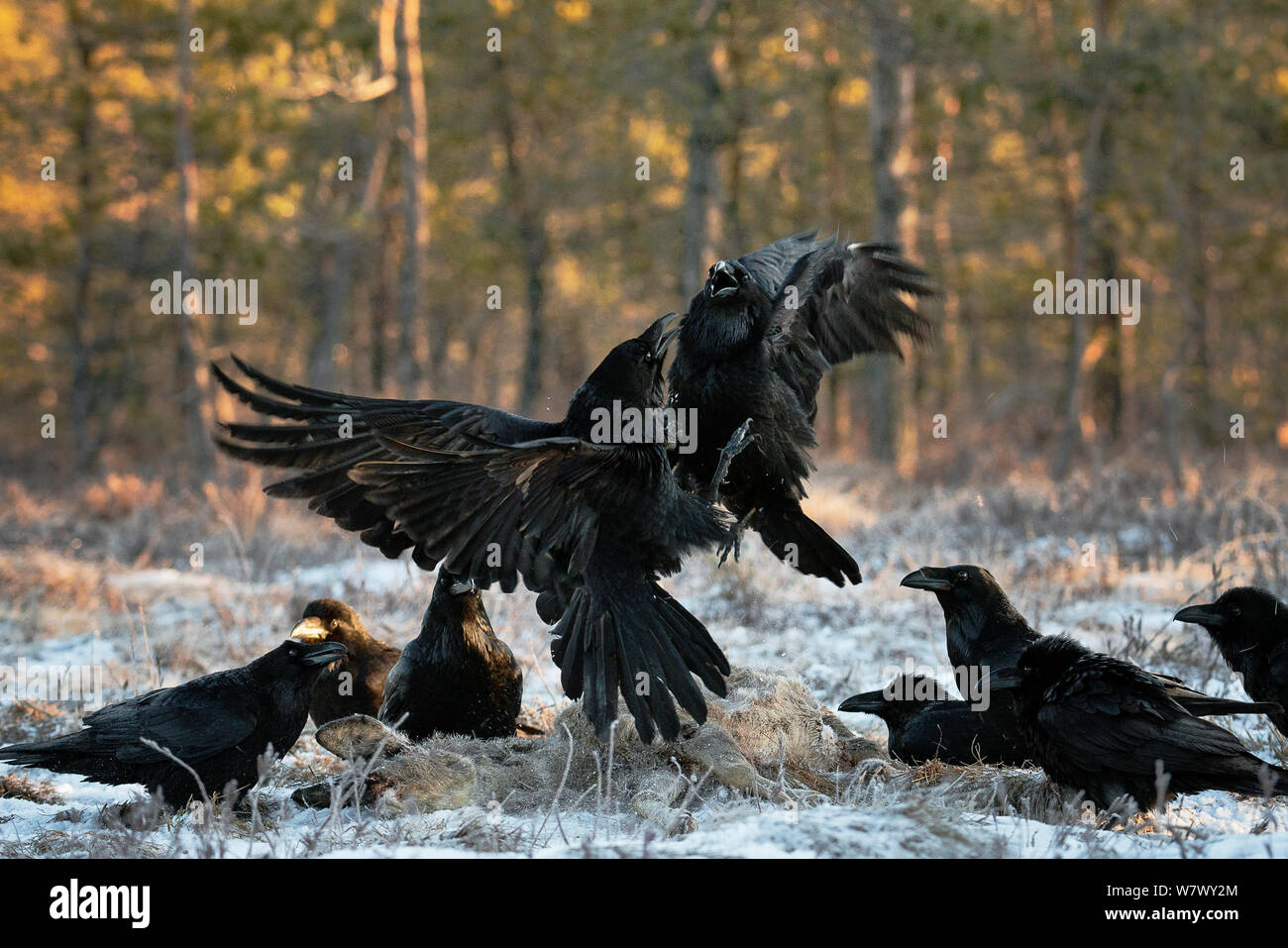 Passerine fighting hi-res stock photography and images - Alamy