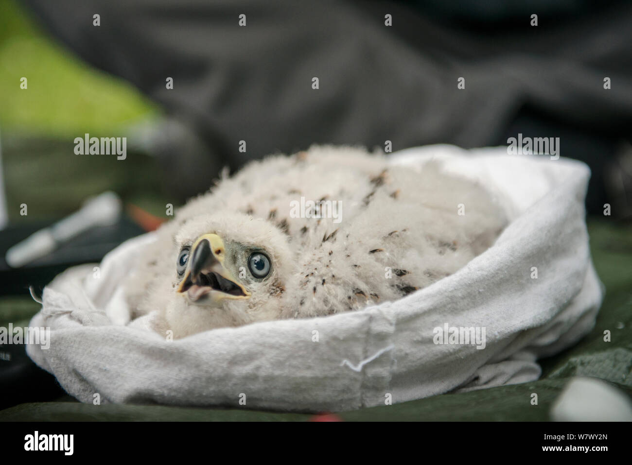 Accipiter gentilis baby hi-res stock photography and images - Alamy