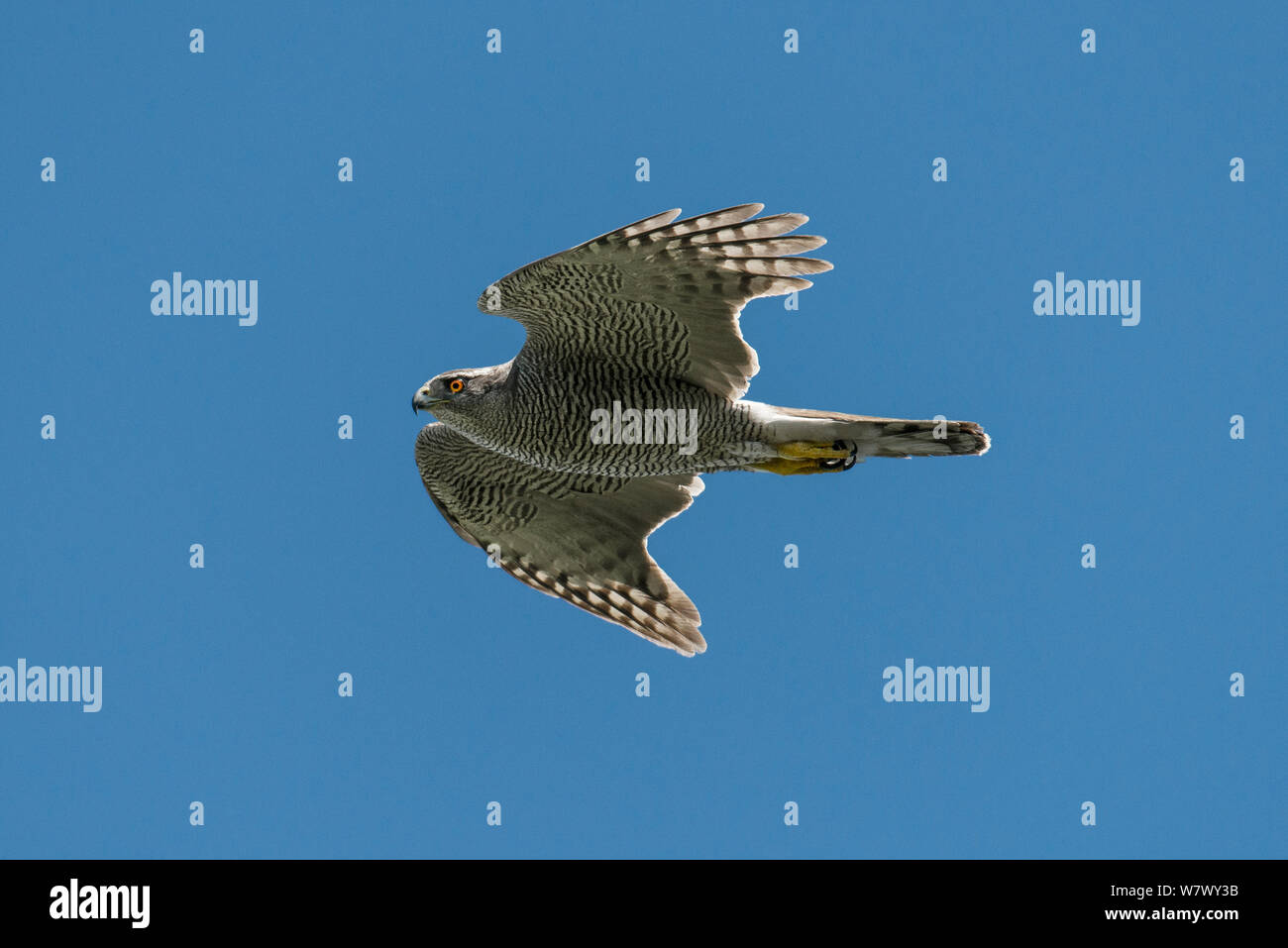 Goshawk flight northern hi-res stock photography and images - Alamy