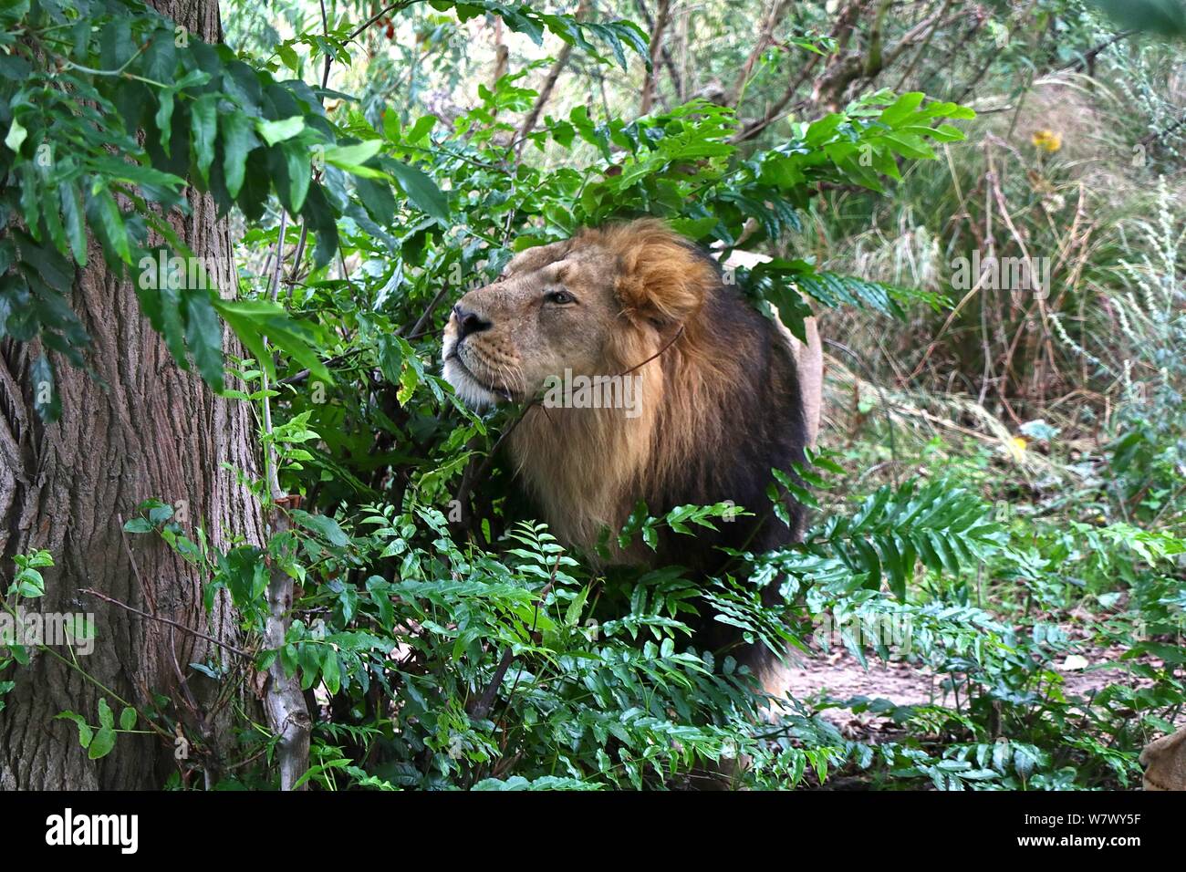 World Lion Day is 10 August 2019 Zoo's Asiatic Lions mark World lion ...