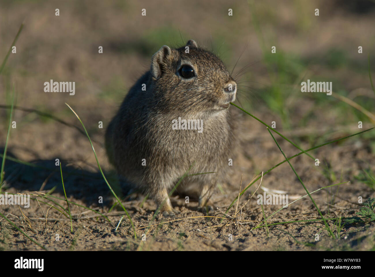 Southern mountain cavy (Microcavia australis) Valdes Peninsula, Chubut ...