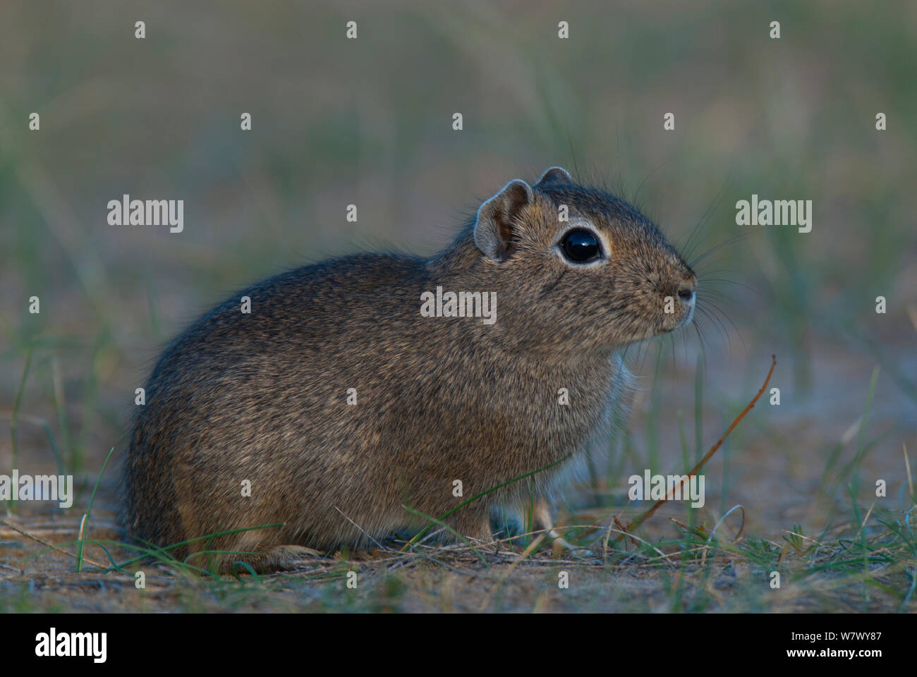 Southern mountain cavy (Microcavia australis) Valdes Peninsula, Chubut ...
