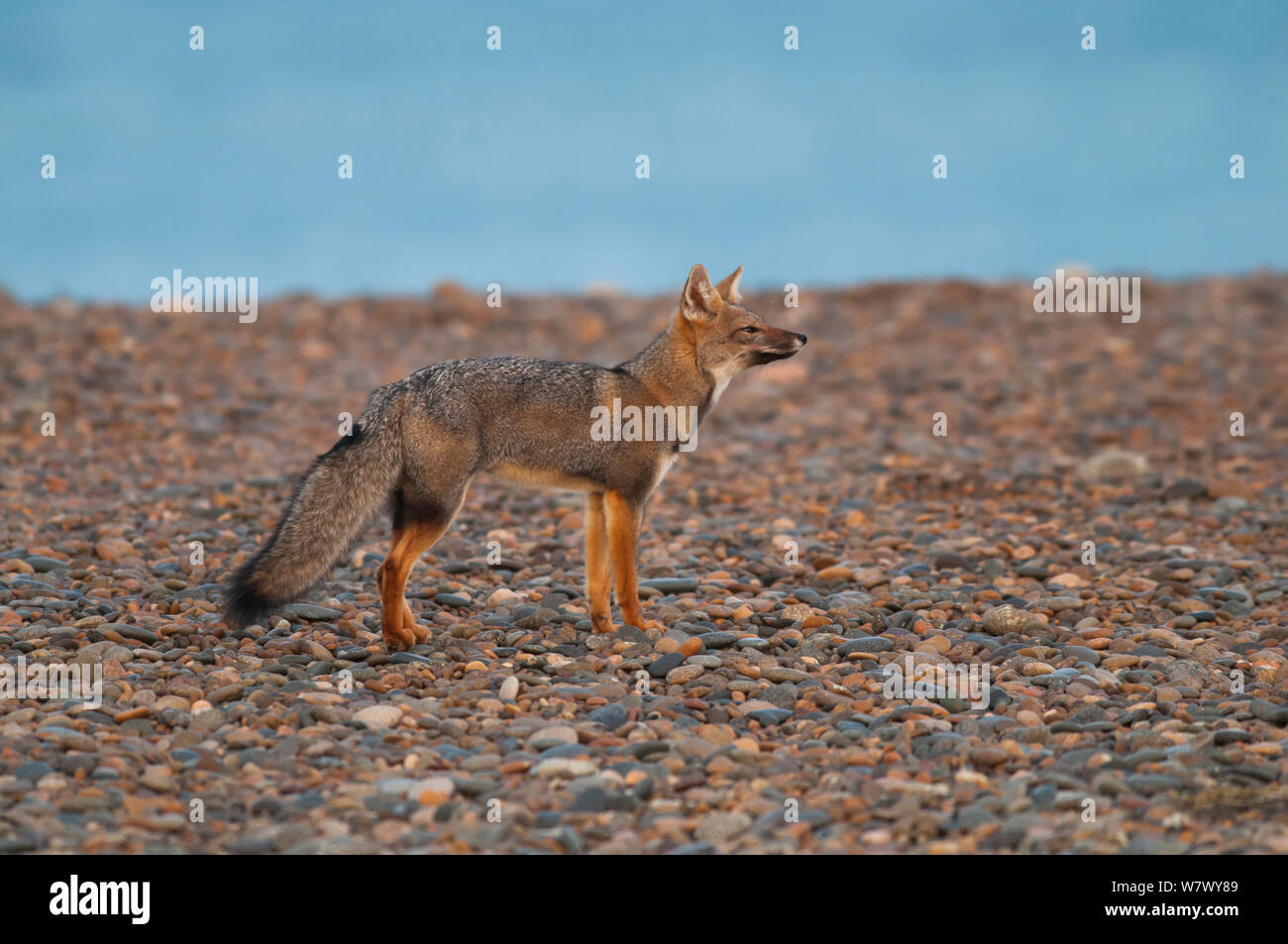 Patagonian grey fox (Lycalopex griseus) Valdes Peninsula, Chubut ...