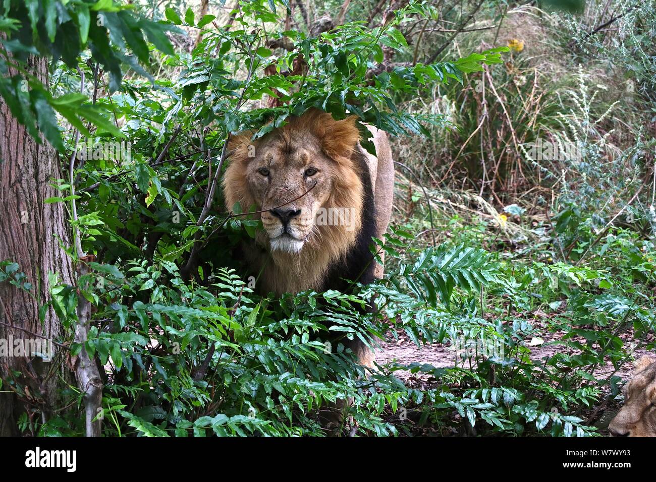 World Lion Day is 10 August 2019 Zoo's Asiatic Lions mark World lion ...