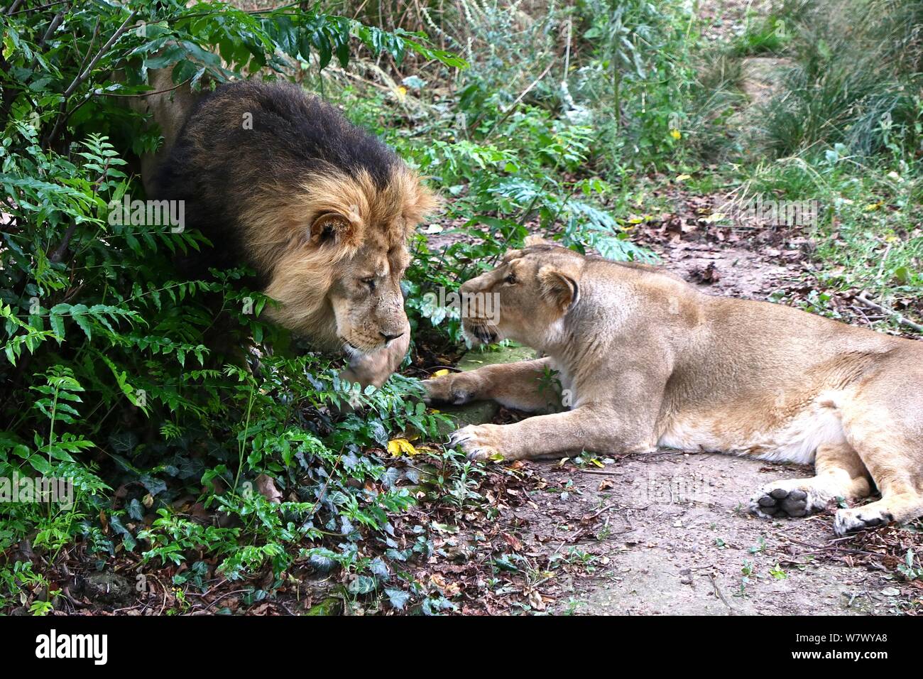 World Lion Day is 10 August 2019 Zoo's Asiatic Lions mark World lion ...