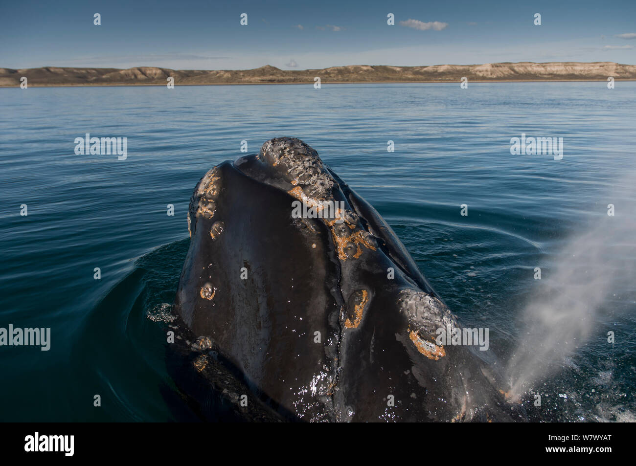 Whale spouting water hi-res stock photography and images - Alamy