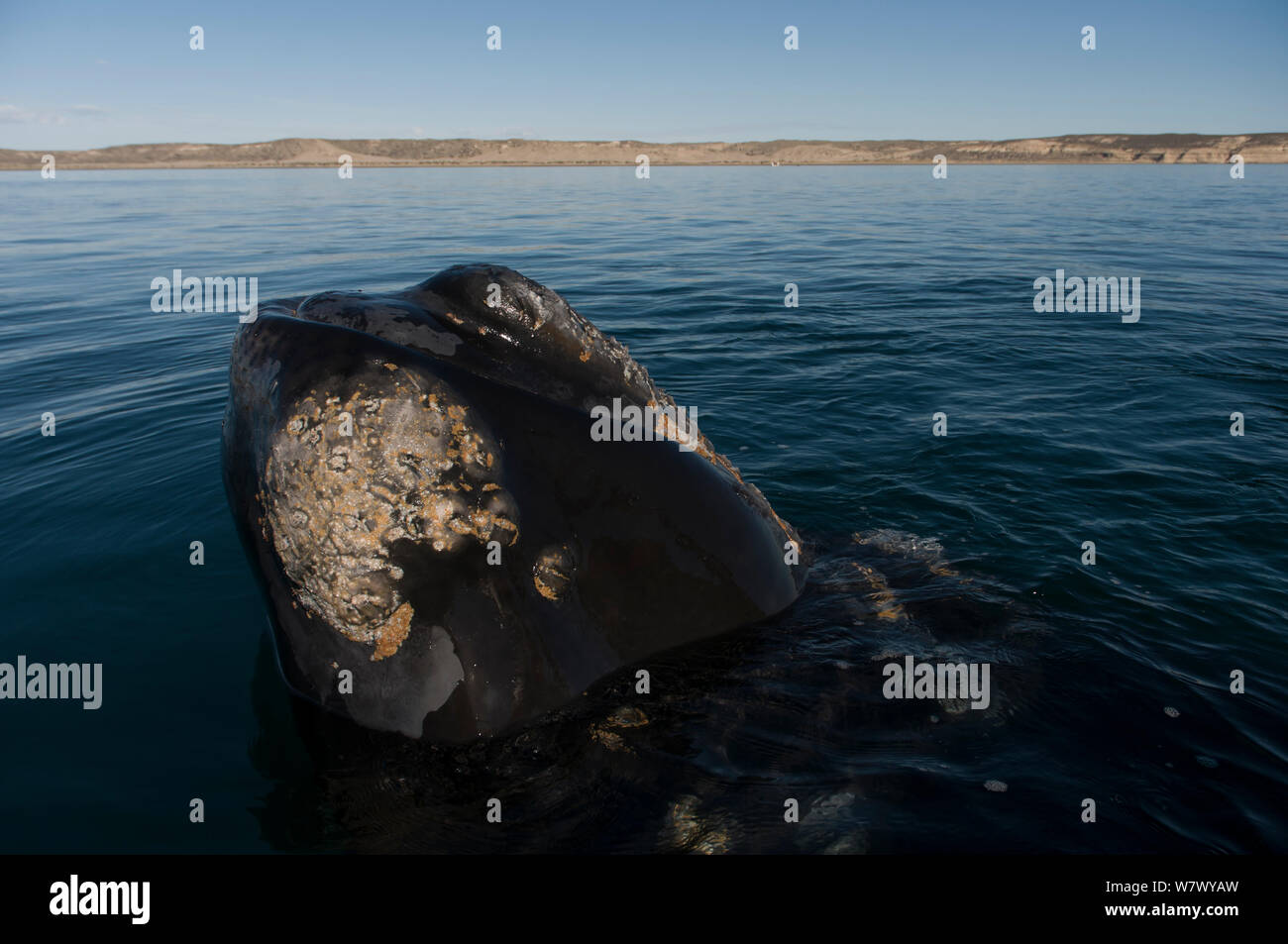 Barnacles whale skin hi-res stock photography and images - Alamy