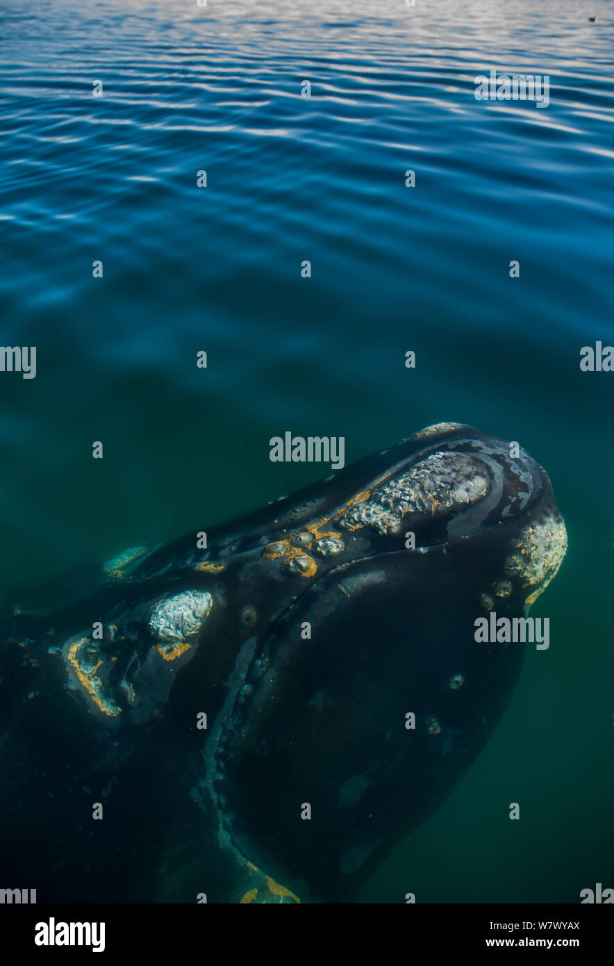 Barnacles whale skin hi-res stock photography and images - Alamy