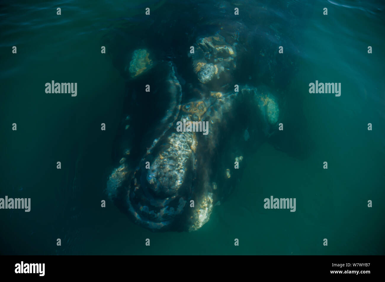 Barnacles whale skin hi-res stock photography and images - Alamy