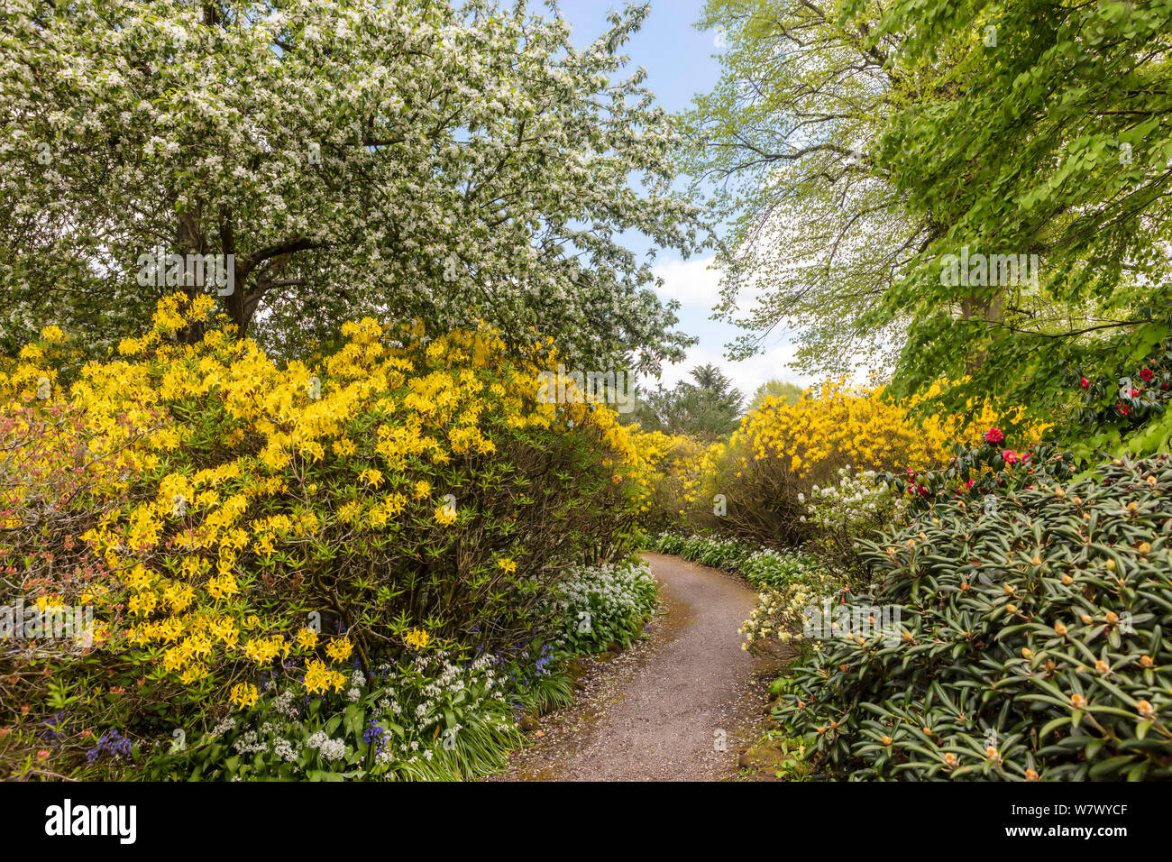 Narrow path through a kaleidoscope of flowering shrubs and trees in a ...