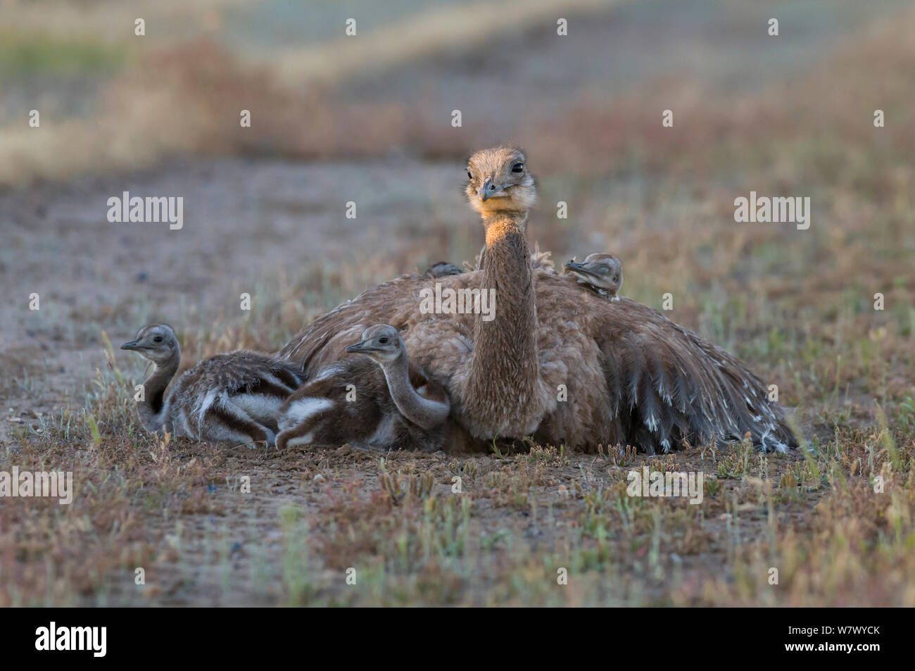 Lesser rhea hi-res stock photography and images - Alamy
