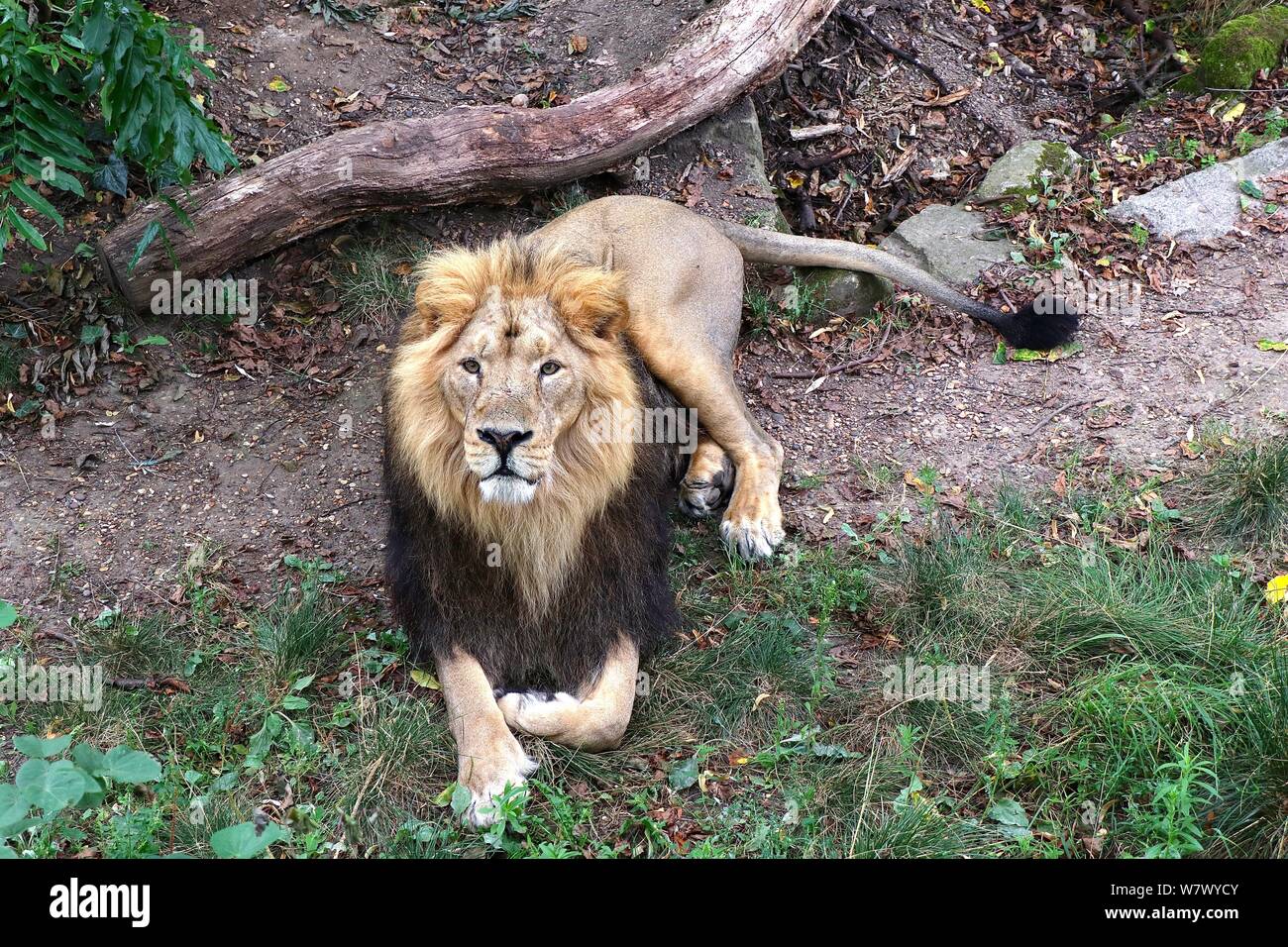 World Lion Day is 10 August 2019 Zoo's Asiatic Lions mark World lion ...