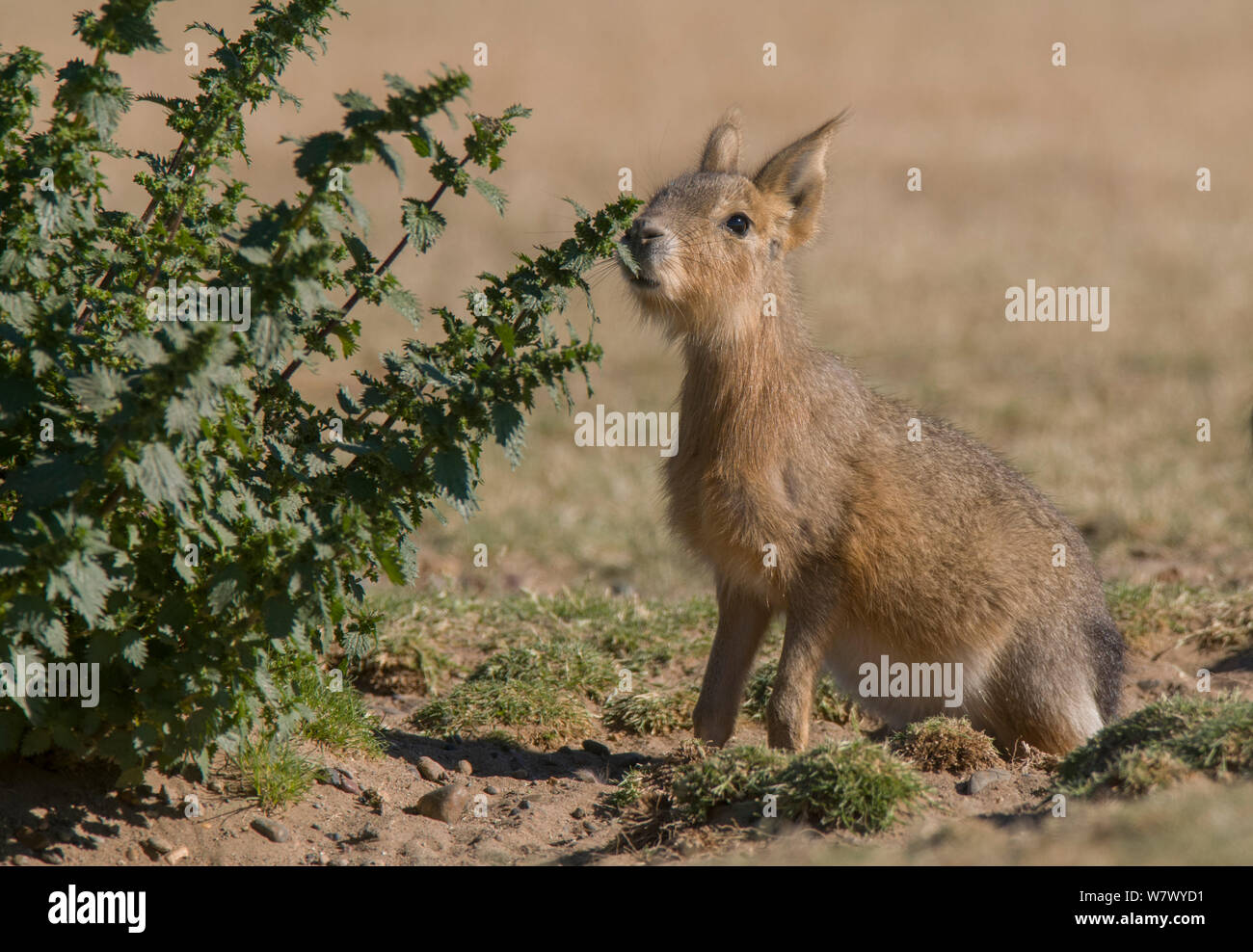 Plant senses hi-res stock photography and images - Alamy
