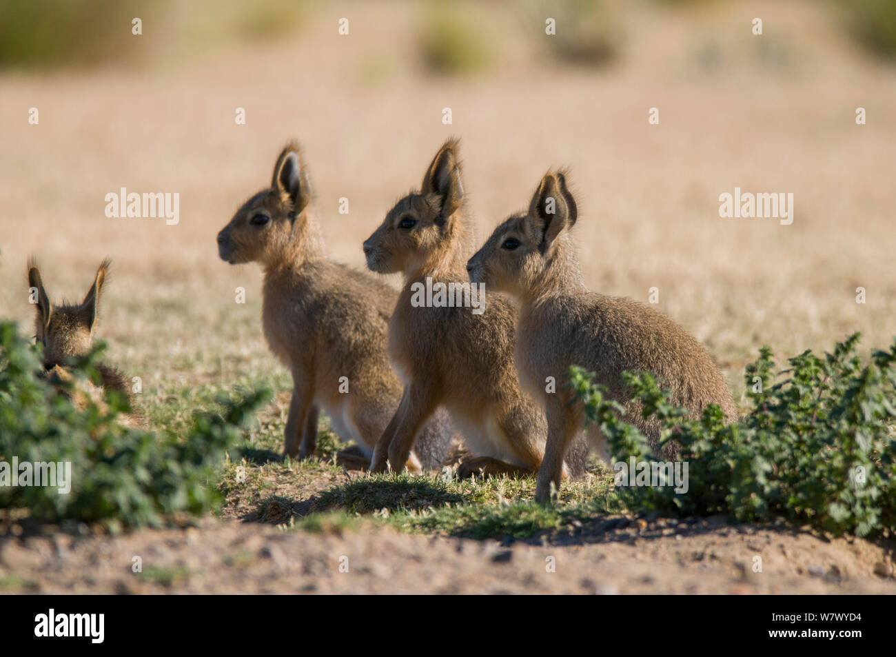 Patagonian mara / cavies (Dolichotis patagonum) Valdes Peninsula ...
