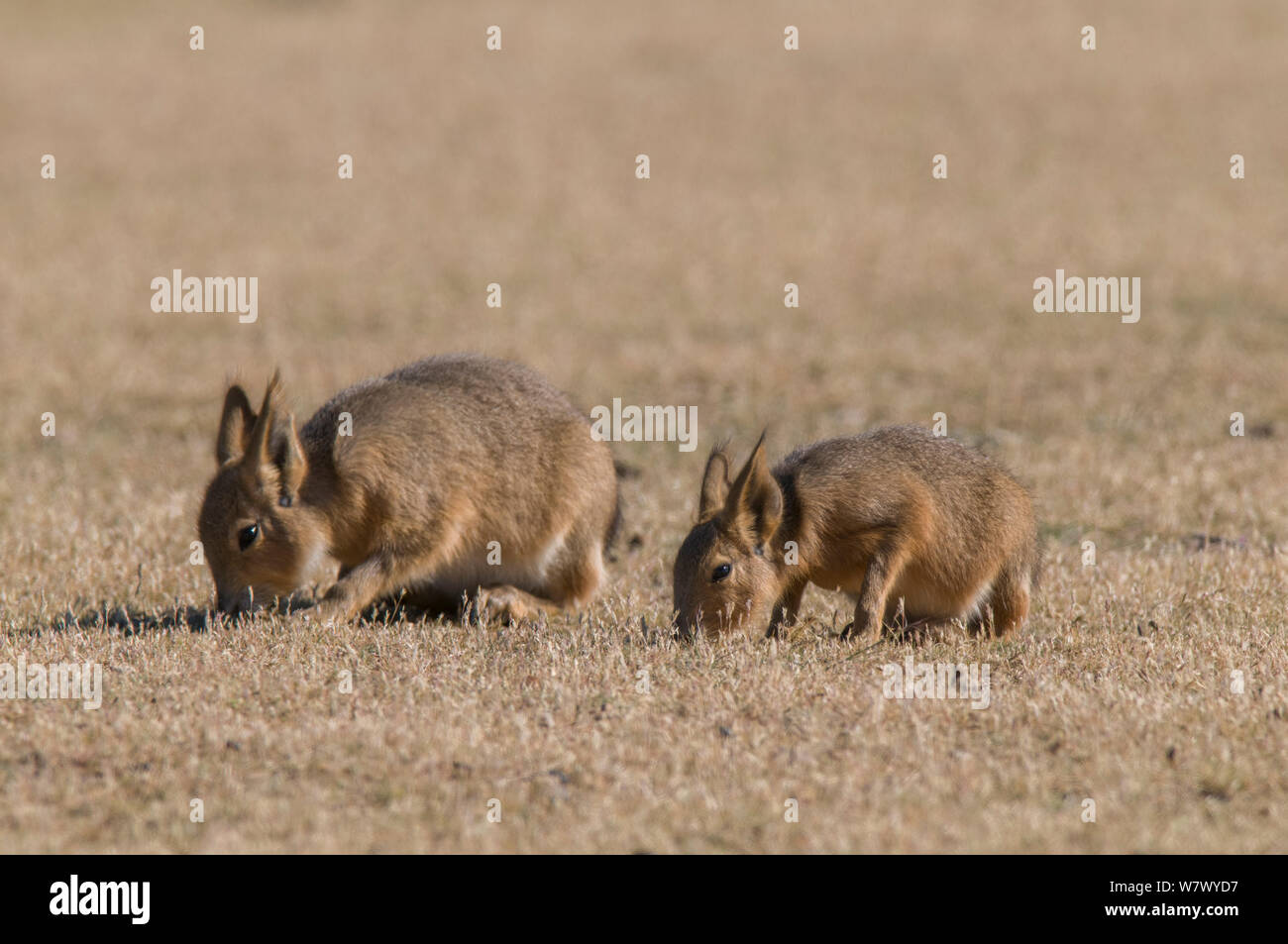 Patagonian mara / cavies (Dolichotis patagonum) feeding. Valdes ...