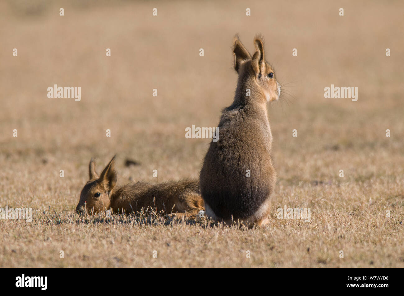 Patagonian mara / cavies (Dolichotis patagonum) Valdes Peninsula ...