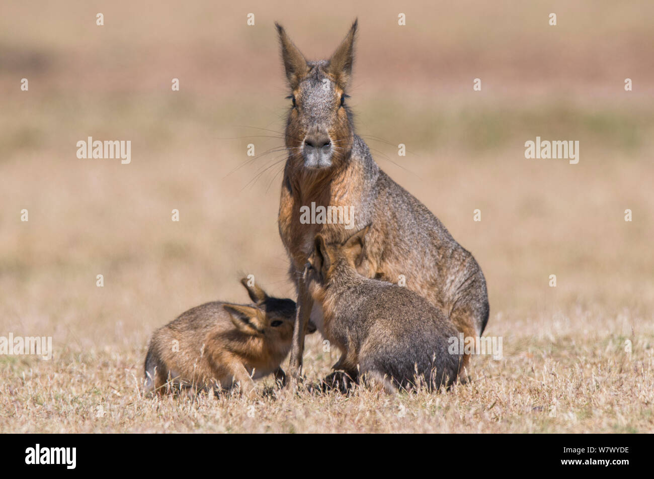 Patagonian mara / cavy (Dolichotis patagonum) with young, Valdes ...