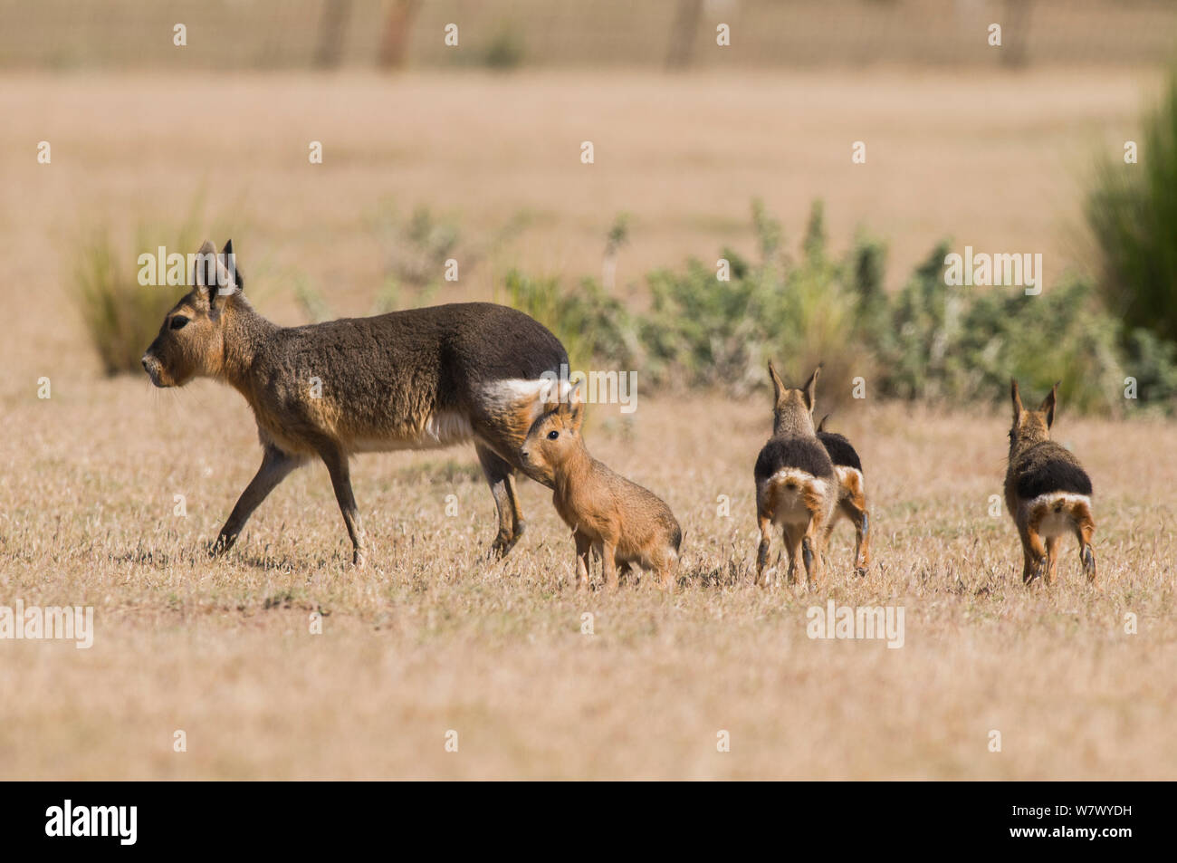 Patagonian cavy mother babies hi-res stock photography and images - Alamy