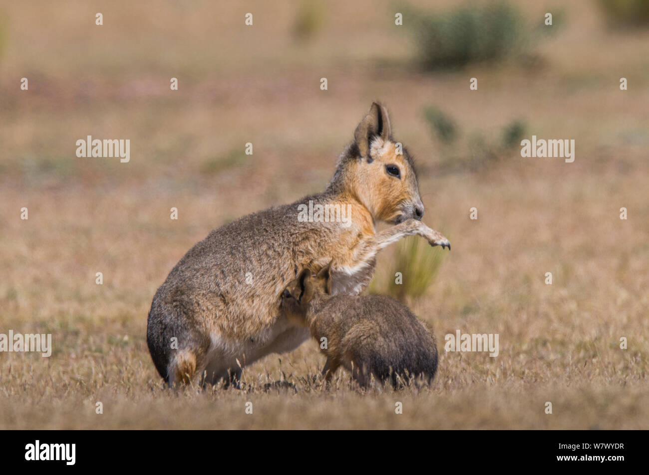 Patagonian cavy mother babies hi-res stock photography and images - Alamy