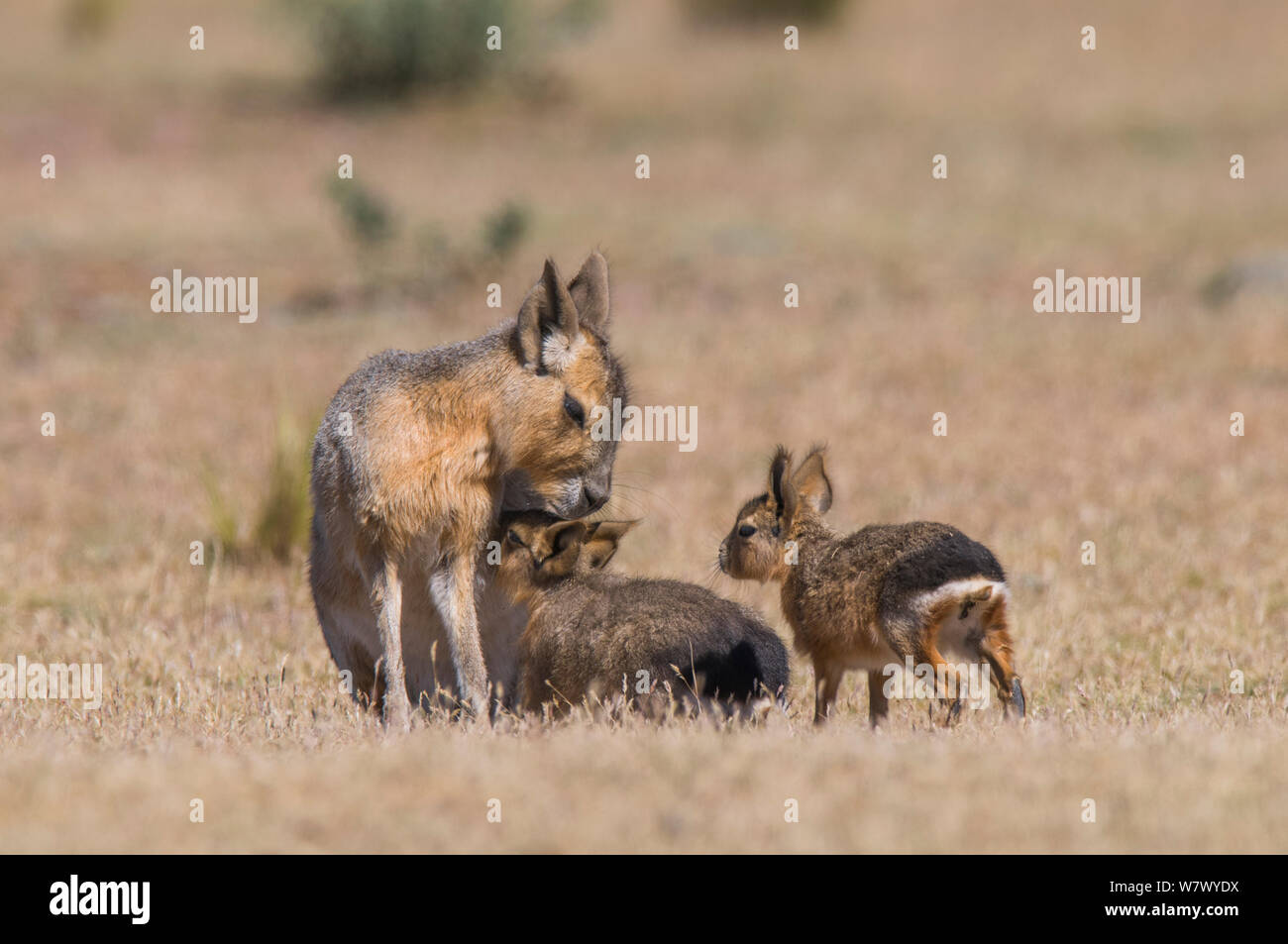 Patagonian cavy mother babies hi-res stock photography and images - Alamy