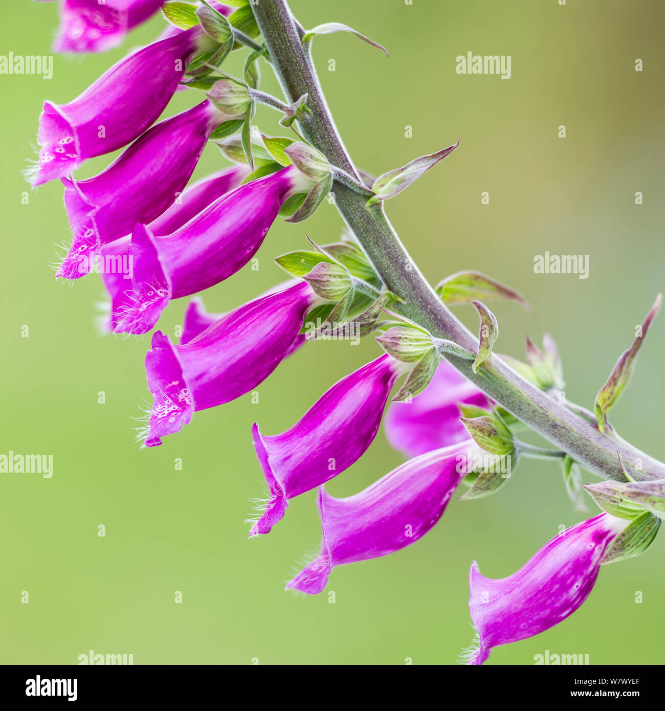 Foxglove (Digitalis purpurea) flower. Isle of Mull, Scotland, June ...