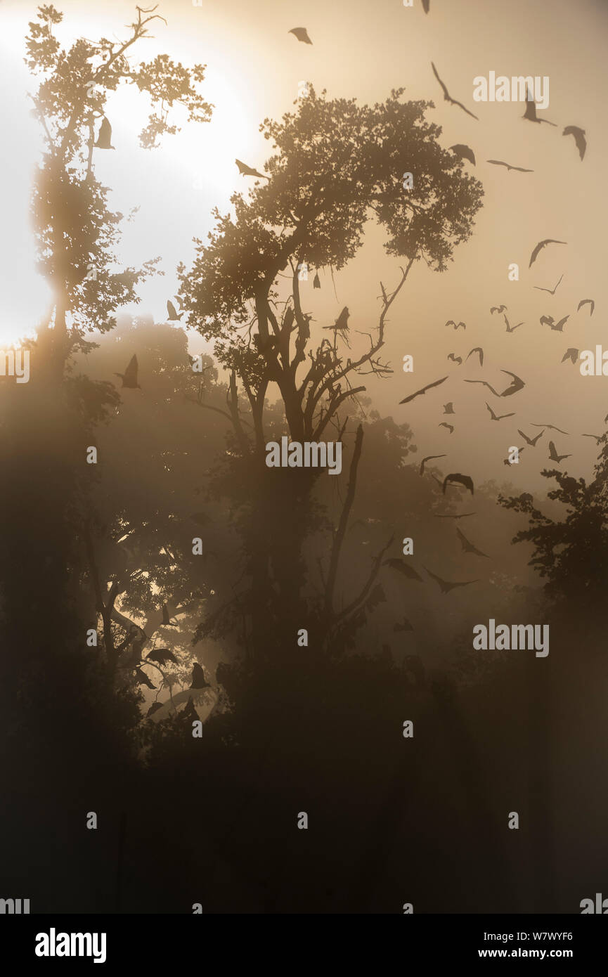 Straw-coloured fruit bats (Eidolon helvum) returning to daytime roost ...
