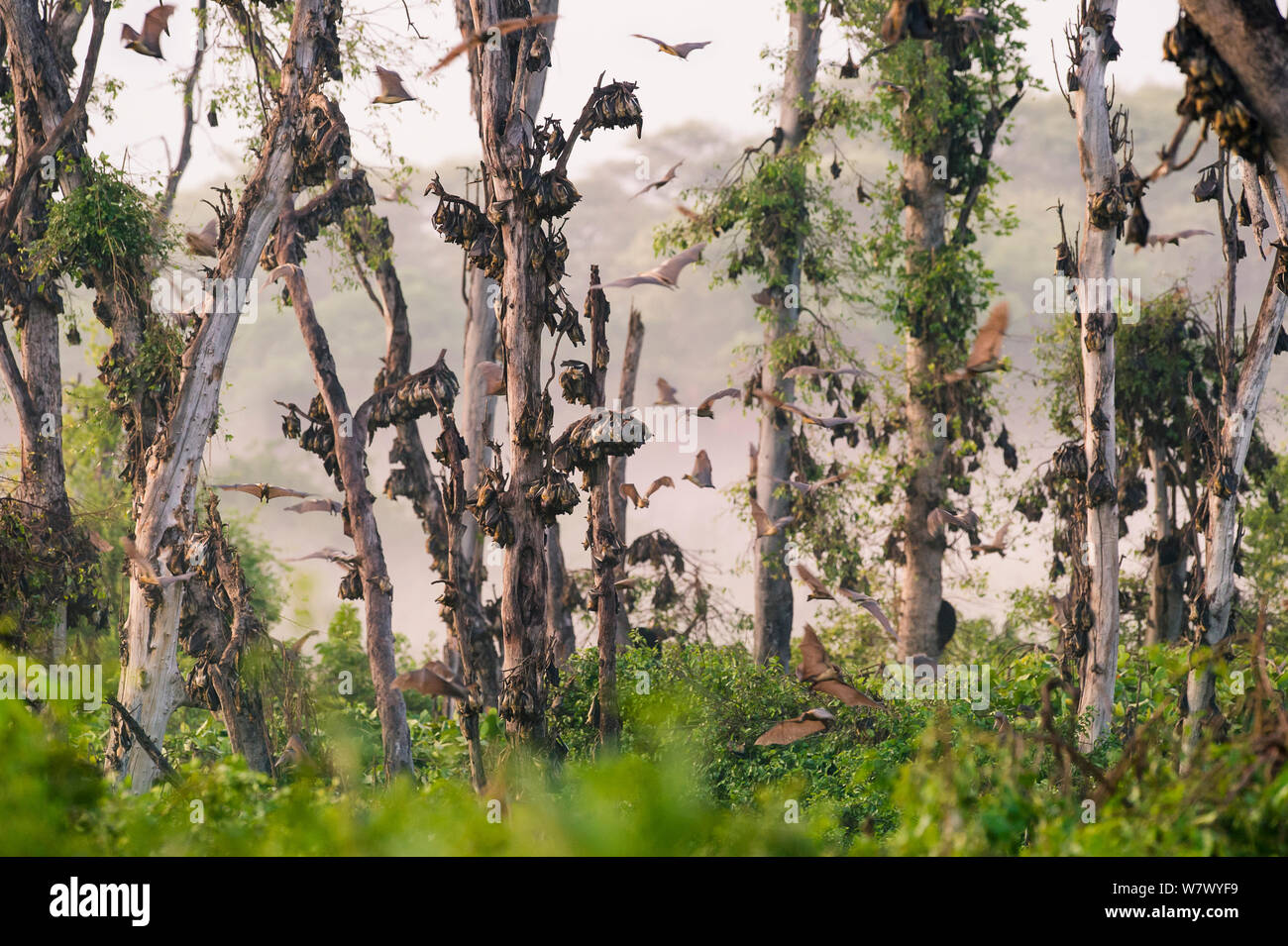 Large bat in tree hi-res stock photography and images - Alamy
