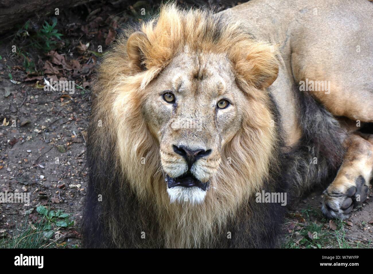 World Lion Day is 10 August 2019 Zoo's Asiatic Lions mark World lion ...