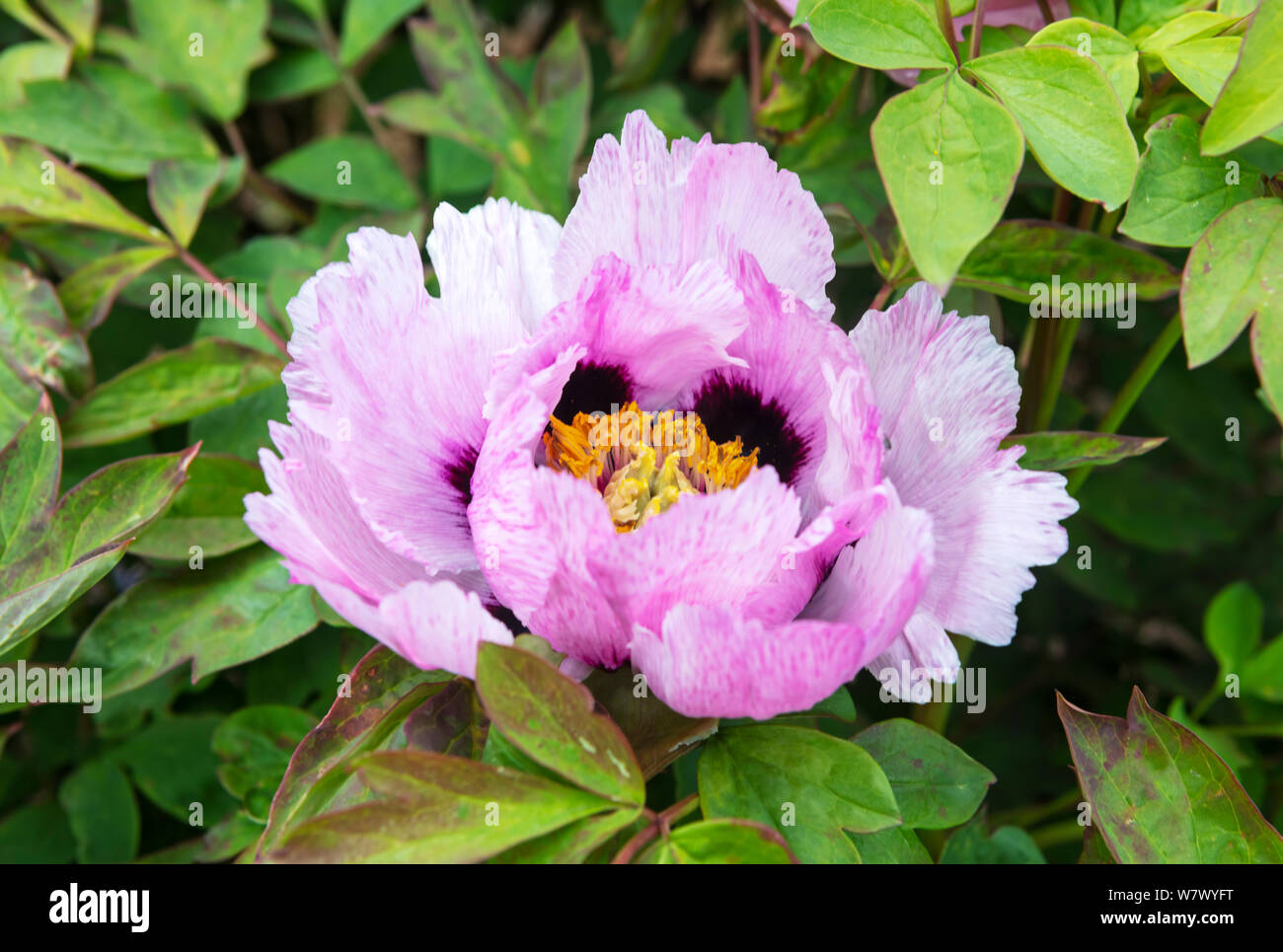 Tree Peony Flower High Resolution Stock Photography and Images - Alamy