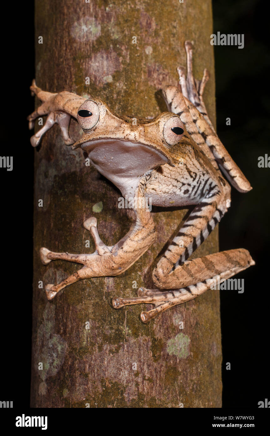 Bornean eared frog hi-res stock photography and images - Alamy