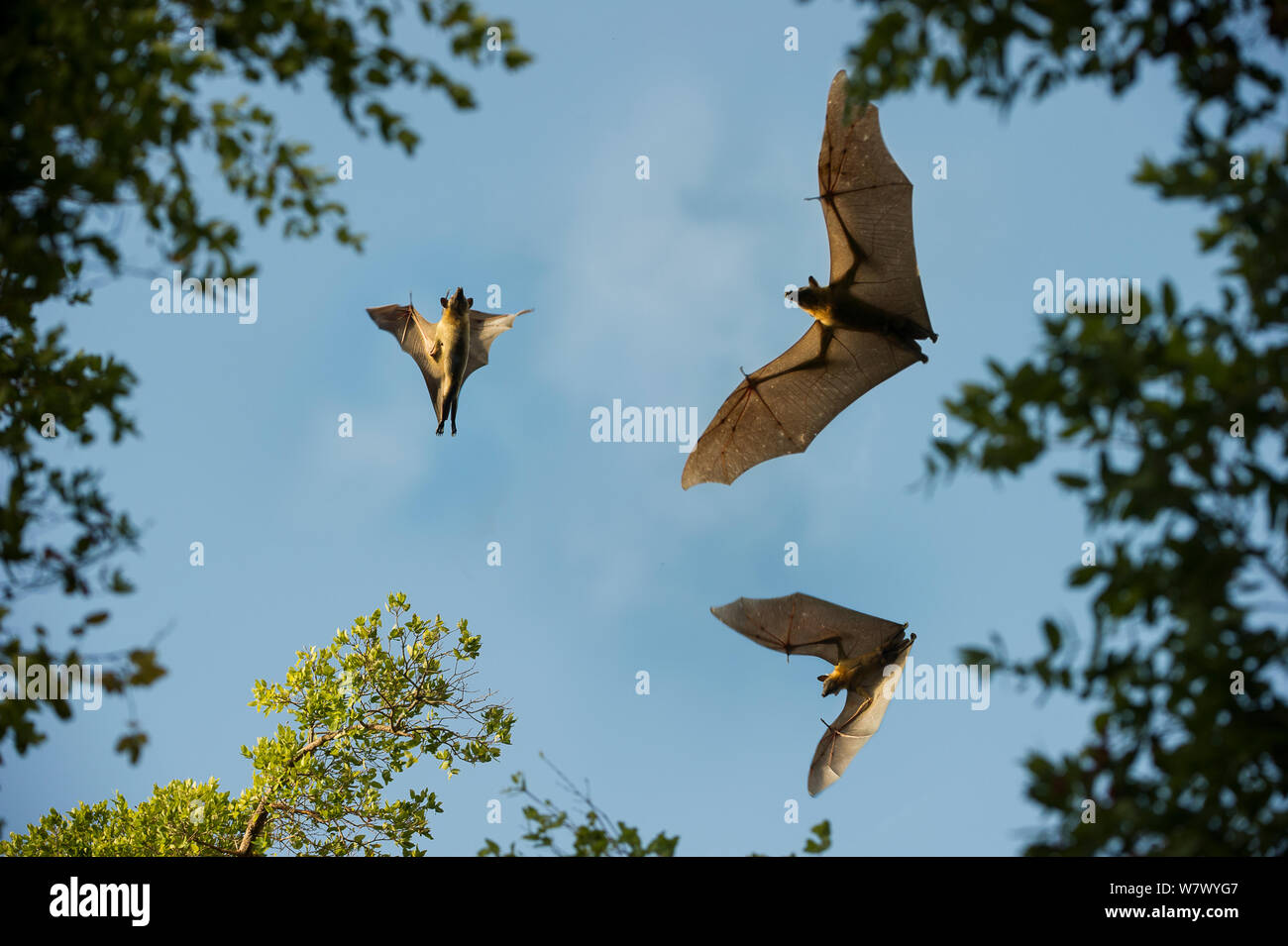 Straw-coloured fruit bats (Eidolon helvum) in flight at daytime roost ...