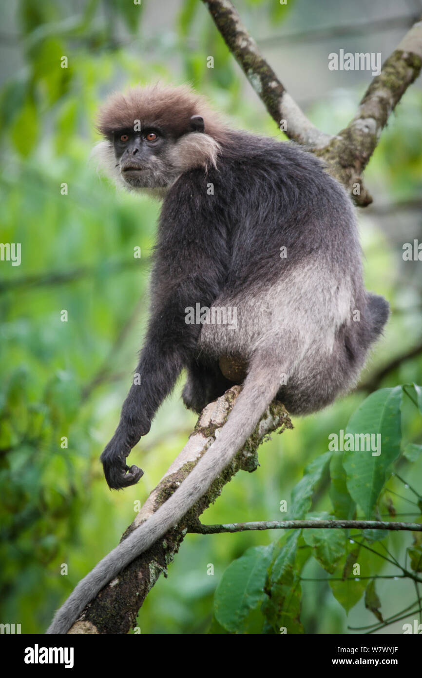 Purple-faced langur or leaf monkey (Trachypithecus vetulus) in forest ...