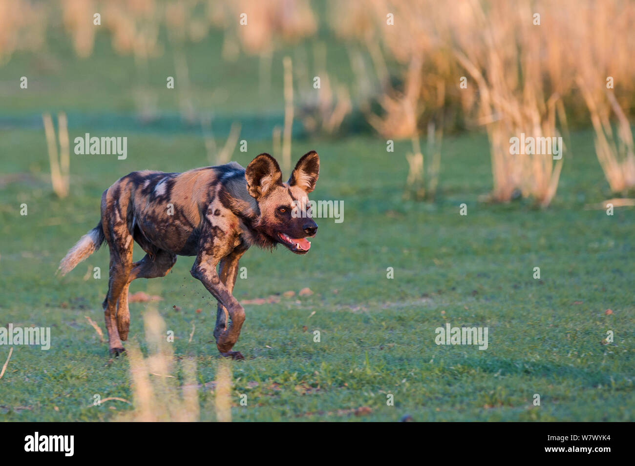 African wild dog / Painted hunting dog (Lycaon pictus). South Luangwa ...