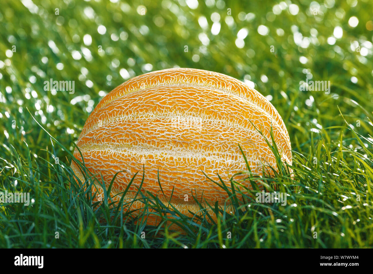 Water melon ripe harvest hi-res stock photography and images - Alamy