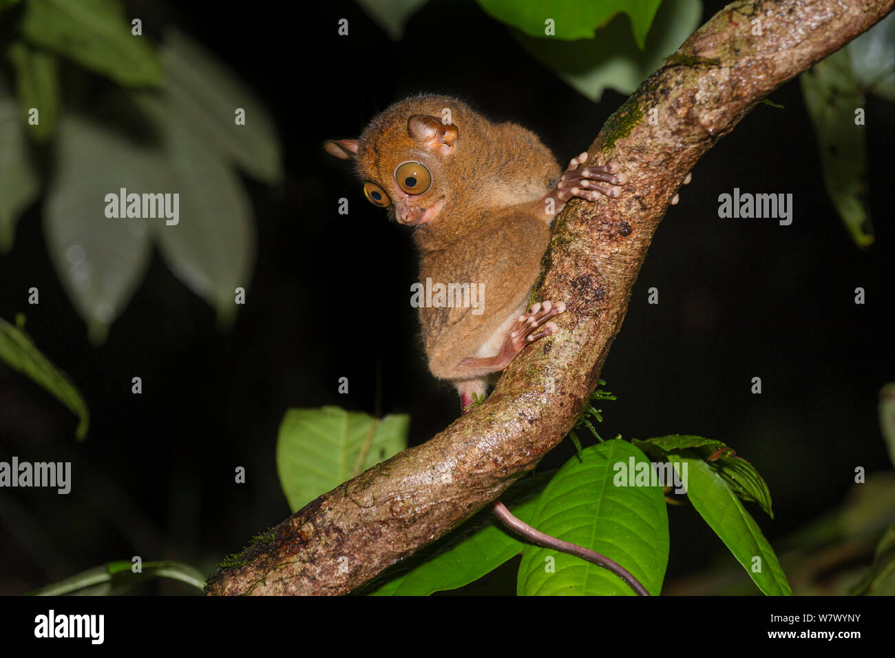 Adult Western / Horsfield's tarsier (Tarsius bancanus) in forest ...