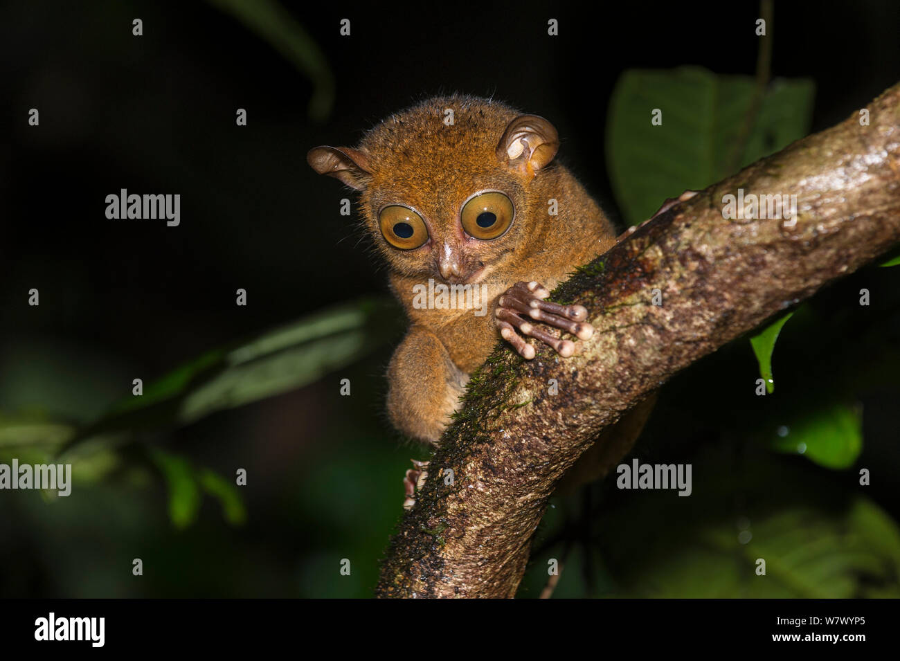 Adult western horsfields tarsier tarsius hi-res stock photography and ...