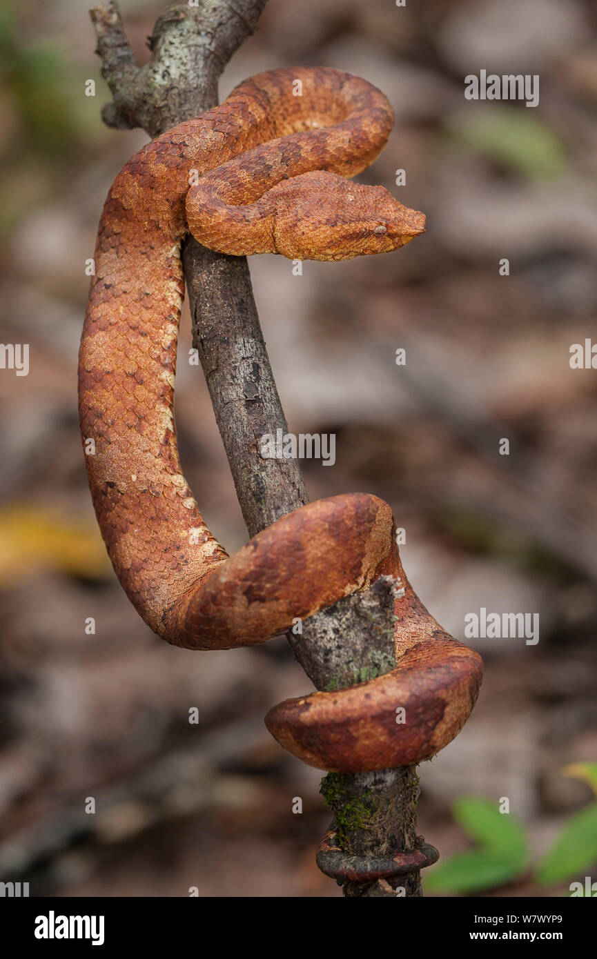 Bornean leaf-nosed pit-viper (Trimeresurus borneensis) in forest ...