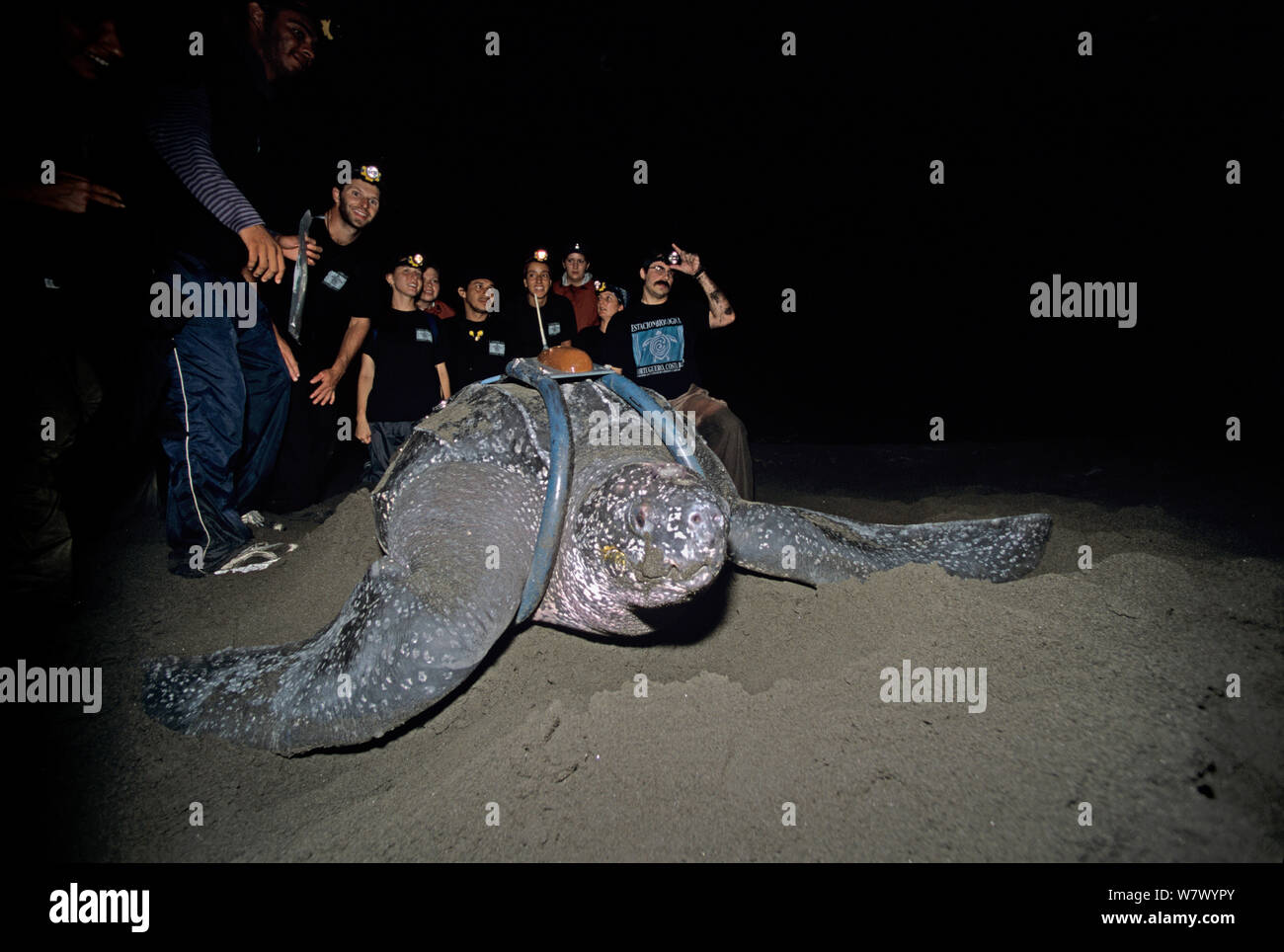 Tortuguero costa rica turtle scientist hi-res stock photography and ...