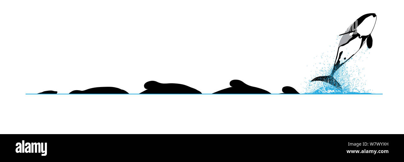 Illustration of the diving and breaching of Hector’s Dolphin ...