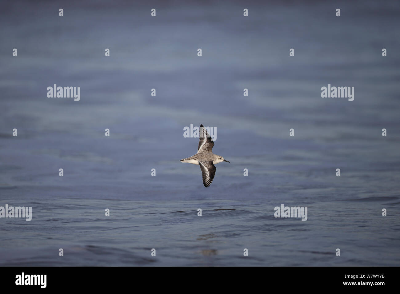 Sanderling (Calidris alba) in flight over sea, Norfolk, England, UK ...